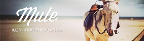 Mule Build Rest Api For Database Crud Operations Appnovation