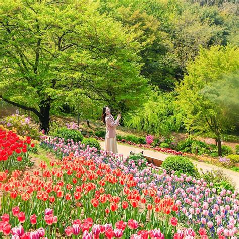 드디어 봄🌸 나만 아는 서울 벚꽃 명소 6 세시간전