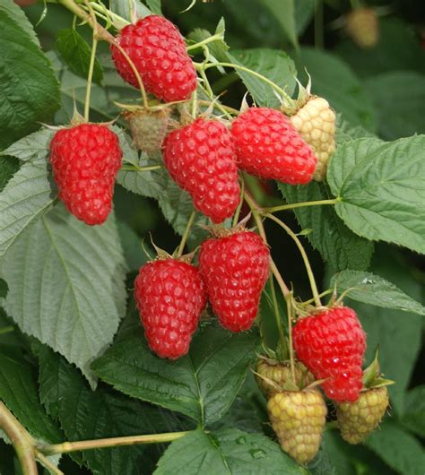 Tulameen Himbeere Rubus Idaeus Tulameen Hauenstein Ag
