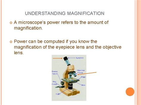 UNDERSTANDING THE MICROSCOPE UNDERSTANDING MAGNIFICATION A Microscopes Power