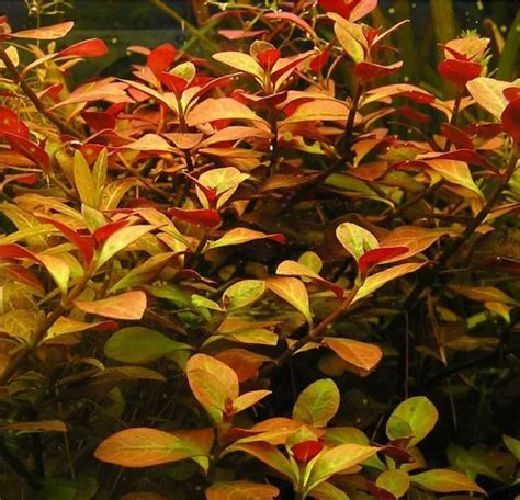 Ludwigia Atlantis Or Orange Ludwigia Aquatic Plant