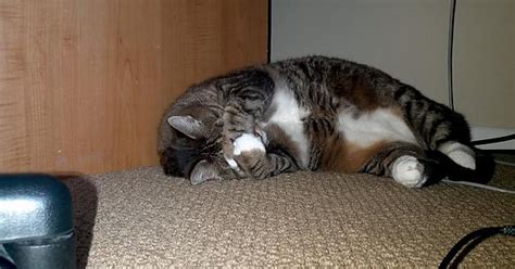 Nuclear Explosion Cat Imgur