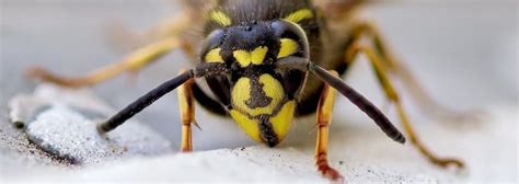 Uncovering The Sweet Truth Do Wasps Make Honey Pest Control Zone