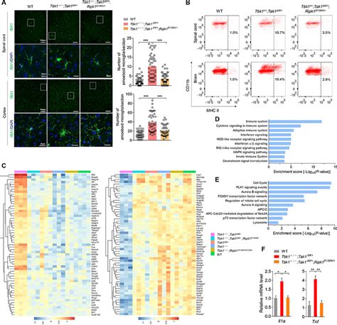 Tbk1 Suppresses Ripk1 Driven Apoptosis And Inflammation During