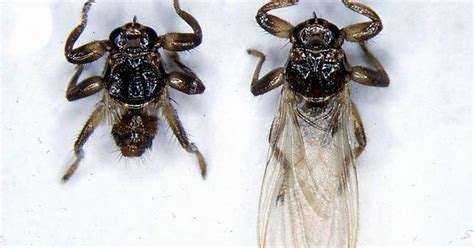 Hjortelus An Eurasian Parasite That Thanks In Part To Nordic Ships Have Came To Usa Yall