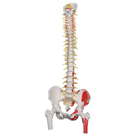 Anatomical Model Deluxe Flexible Spine Model With Femur Heads And