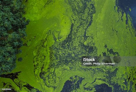 잔잔한 물에 녹조류의 조감도 리즈 웨스트 요크셔 영국 영국 적조 현상에 대한 스톡 사진 및 기타 이미지 적조 현상 영국 공중 뷰 Istock