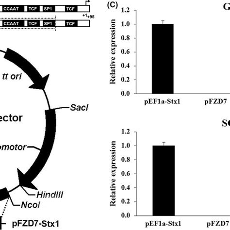 Construction Of Recombinant Vectors And Stx1 Expression A Frizzled‐7