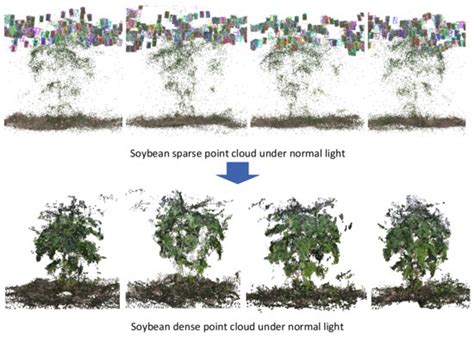 Agriculture Free Full Text Low Illumination Soybean Plant