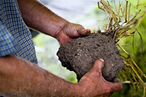 Biochar Risks And Drawbacks Potential Downsides And Concerns Nectarbeat