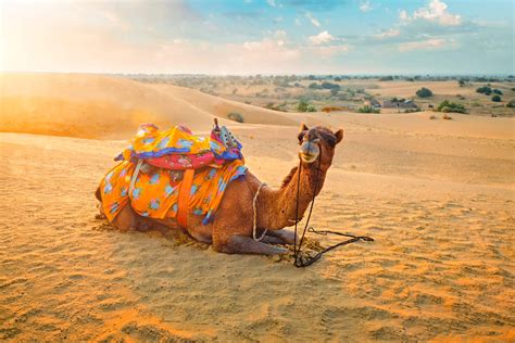 Tuindoek Kameel In Indische Woestijn Tuindoekenshopnl
