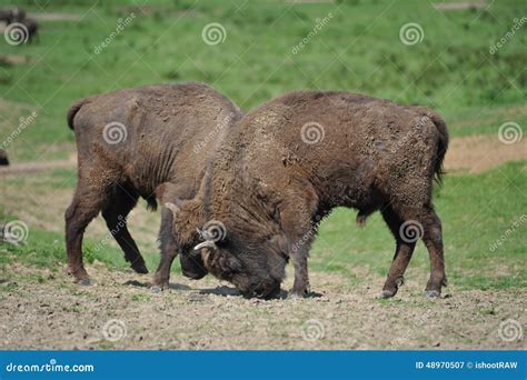 Bisons Stock Image Image Of Hair Herbivore Lefkada 48970507