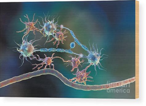 Neuron Synapse Animation