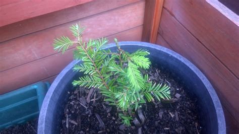 My Sequoia Sempervirens Cutting Is Growing R Gardening