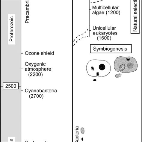 Evolution Of Life On Earth The Earliest Prokaryotic Cells Download Scientific Diagram