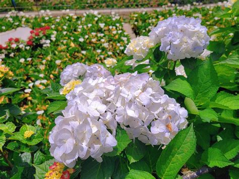 2023竹子湖繡球花季520登場！陽明山賞花美拍打卡熱點大梯田花卉生態農園、名陽匍休閒農莊、曹家花田香水靜葳環遊世界366天 環遊世界366天