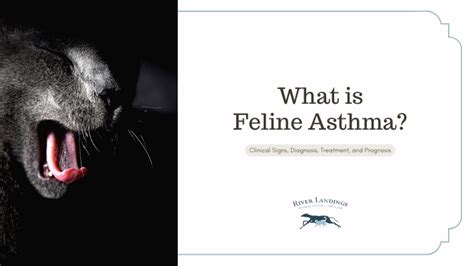 What Is Feline Asthma Clinical Signs Diagnosis Treatment And Prognosis — River Landings