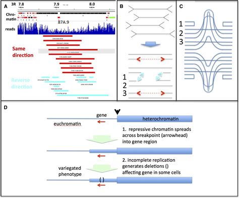 Incomplete Replication Generates Somatic DNA Alterations Within Drosophila Polytene Salivary