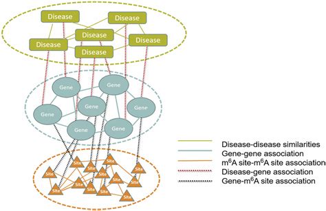 The Constructed Multi Layer Heterogeneous Network To Infer Disease M⁶a
