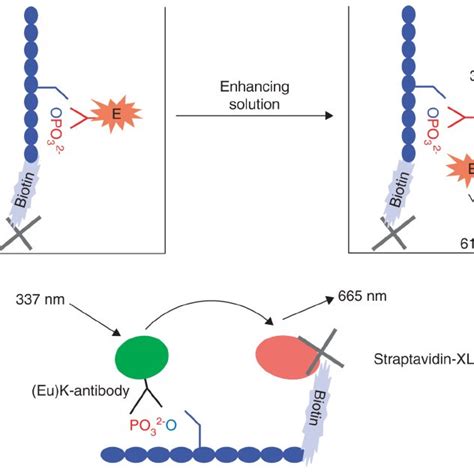 The Ligand Kinase Binding Assay Download Scientific Diagram