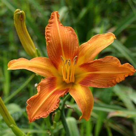 Oakes Daylilies Manage List