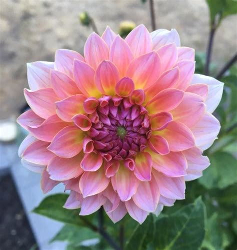 Jitterbug Dahlia Patch
