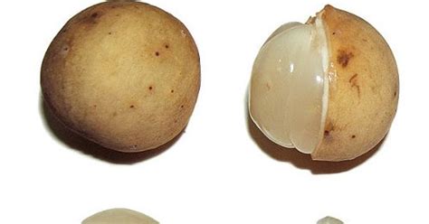 Manfaat Biji Duku Untuk Kesehatan Kesehatanpedia