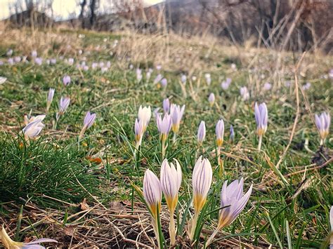 Растенията в България