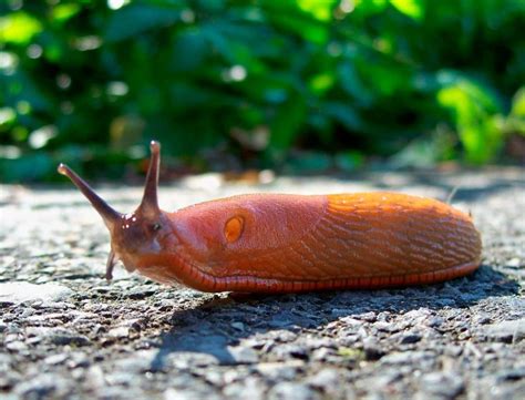 Слизняк: описание, где обитает, чем питается, сколько живет
