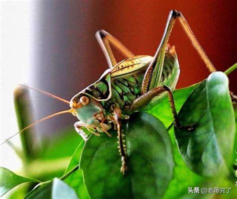 几月份买蝈蝈最好蝈蝈能活几年 优出圈