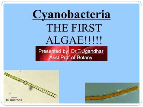 3 Cyanobacteria Dr Thirunahari Uagandhar Ppt Ppt