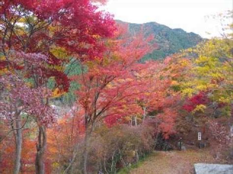 東郷公園鳥居観音の紅葉 YouTube