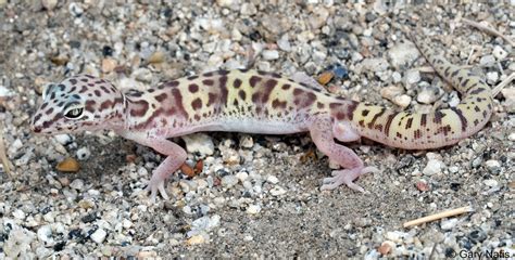 Desert Banded Gecko Coleonyx Variegatus Variegatus