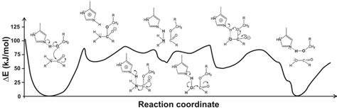 Reaction Energy Profile Of The Chymotrypsin Catalyzed Cleavage Of A Download Scientific Diagram