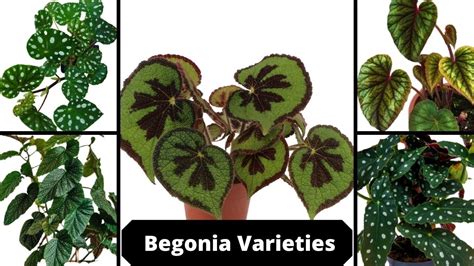 20 Varieties Of Begonias With Names Best Types Of Begonia Houseplants