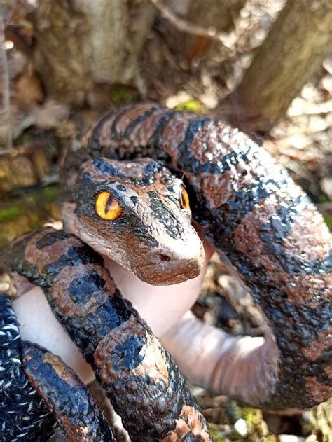 Realistic Python For A Photo Shoot Handmade Doll Art Doll