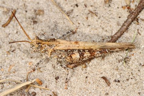 9 Different Types Of Grasshoppers With Pictures