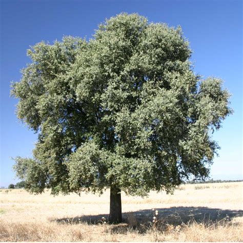 Quercus Spp