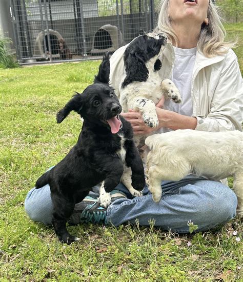 Akc Field Bred Flushing English Cocker
