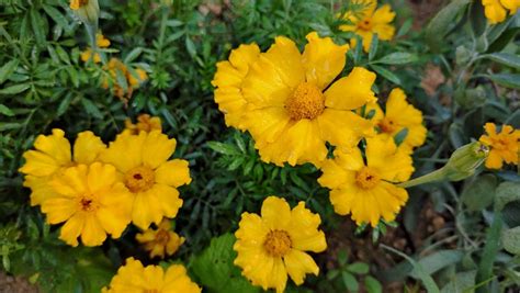 메리골드 키우기 메리골드 씨앗 모종 꽃말 노란색꽃 금송화 금잔화 차이 네이버 블로그