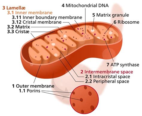Mitochondria Structure Aerobic Respiration And Mitochondrial Disease