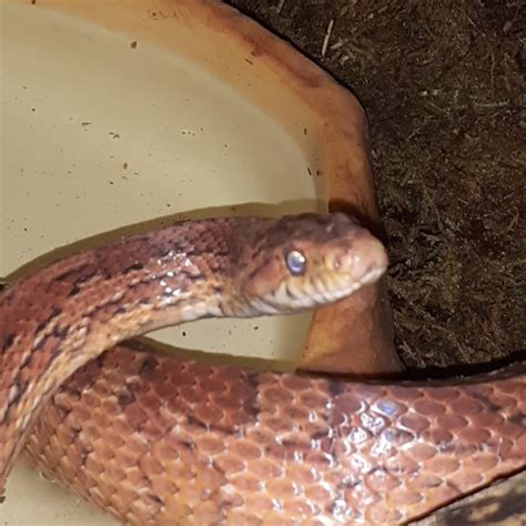 T3rrortoff33s Reblog And Rambling Blog 33 Goat Bones Tumblr Blog Tumlook