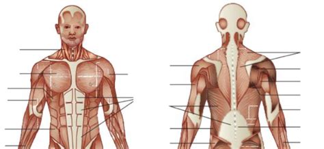 Topic F Shoulder Movement Analysis Btec Unit 2 Functional Anatomy Diagram Quizlet