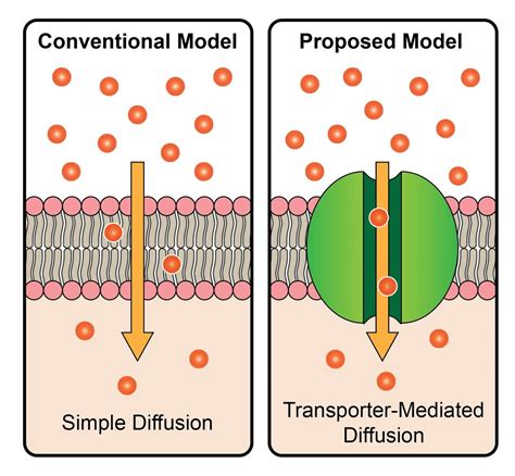 Diffusion Through Cell Membrane
