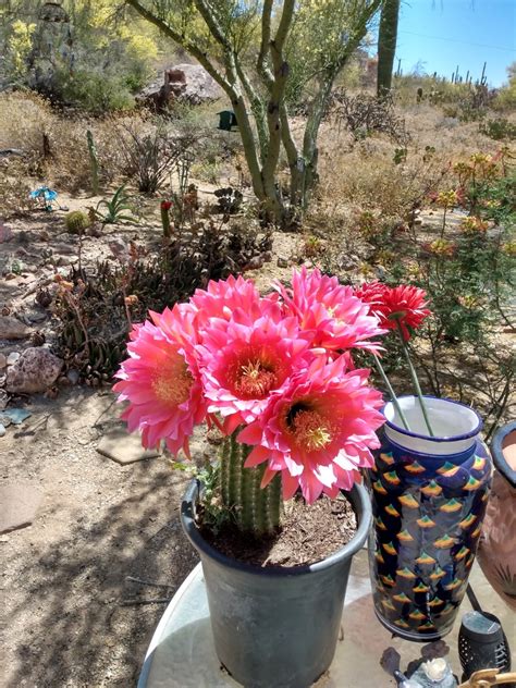 Morning Flowers Rtucson