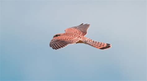 Adult Kestrel Birdforum