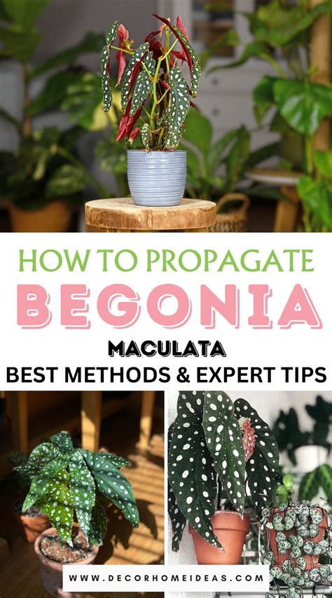 Discover The Best Methods To Propagate The Begonia Maculata Expert Tips