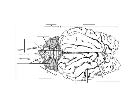 Dorsal Aspect Of The Sheep Brain Diagram Quizlet