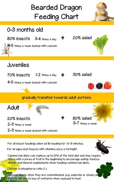 Bearded Dragon Diet Nutrition Plans Charts And Information