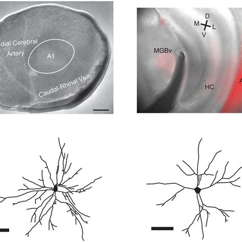 Example D Fourier Analysis FFT Images Demonstrate Conversion From Download Scientific